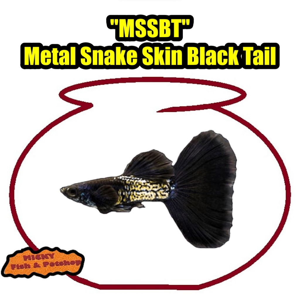 Jual Guppy MSSBT Metal Snake Skin Black Tail Indukan Jantan Grade | Shopee Indonesia