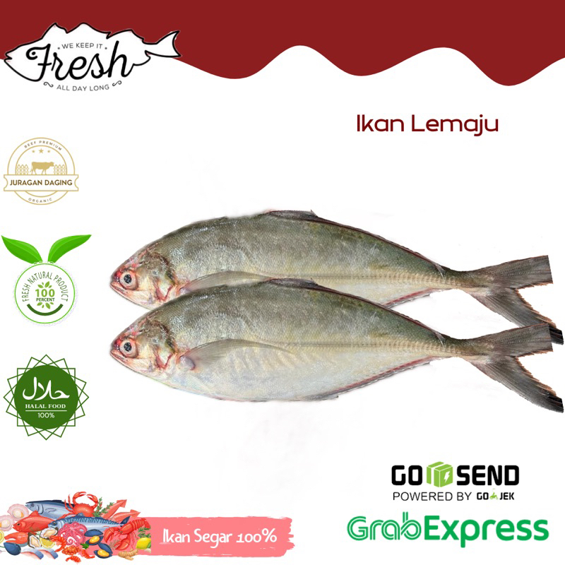 Jual IKAN KUWE LILIN/LEMAJU FRESH 1kg | Shopee Indonesia