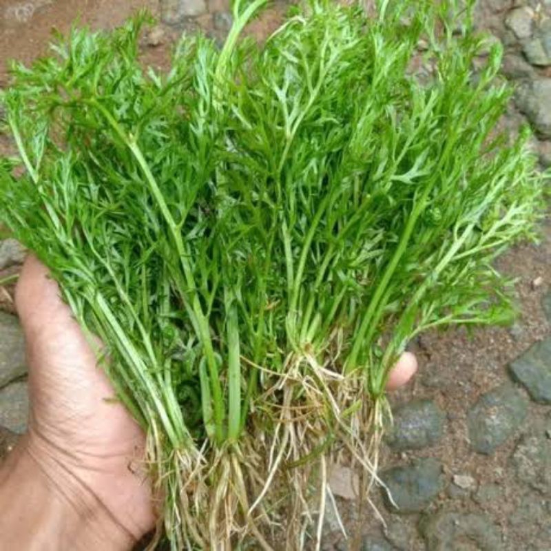 Jual HARGA GROSIR..!! pakis air tanaman aquascape / water sprite ...