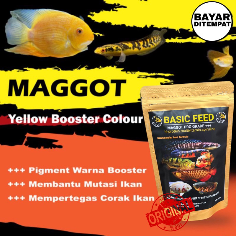Jual BASIC FEED MAGGOT YELLOW | maggot pro kuning 100gr | pakan ikan ...