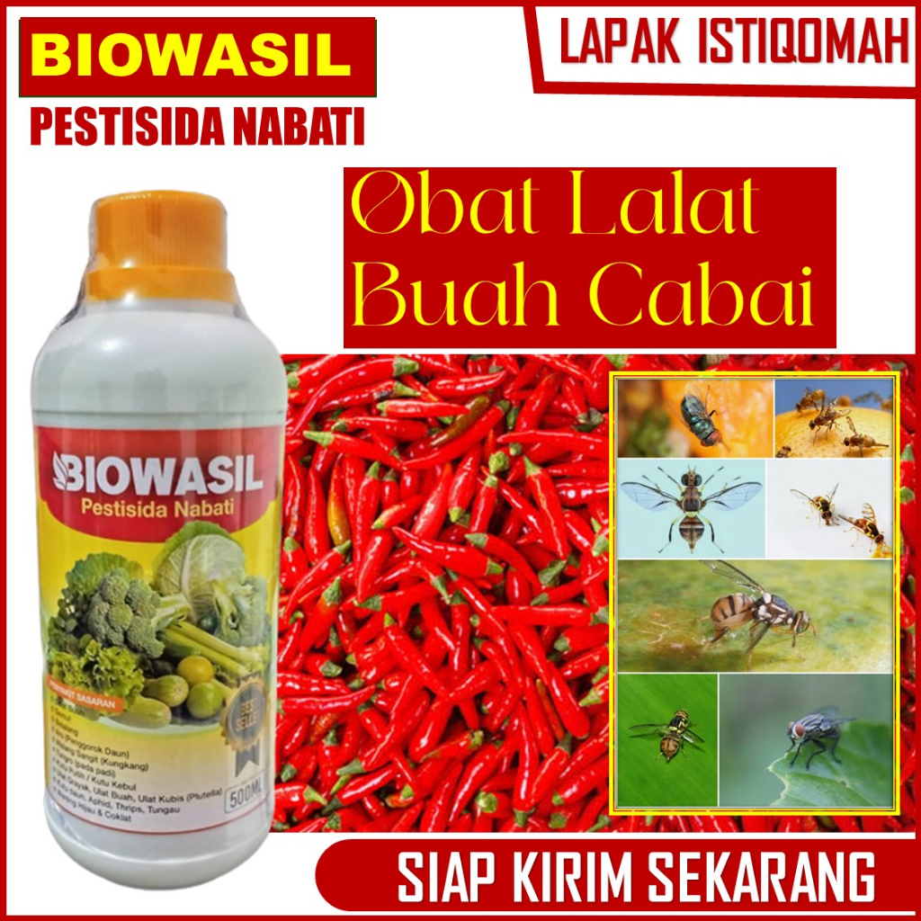 Jual Pupuk Organik Tanaman Cabe Terbaik Anti Lalat Buah Pada Cabe ...