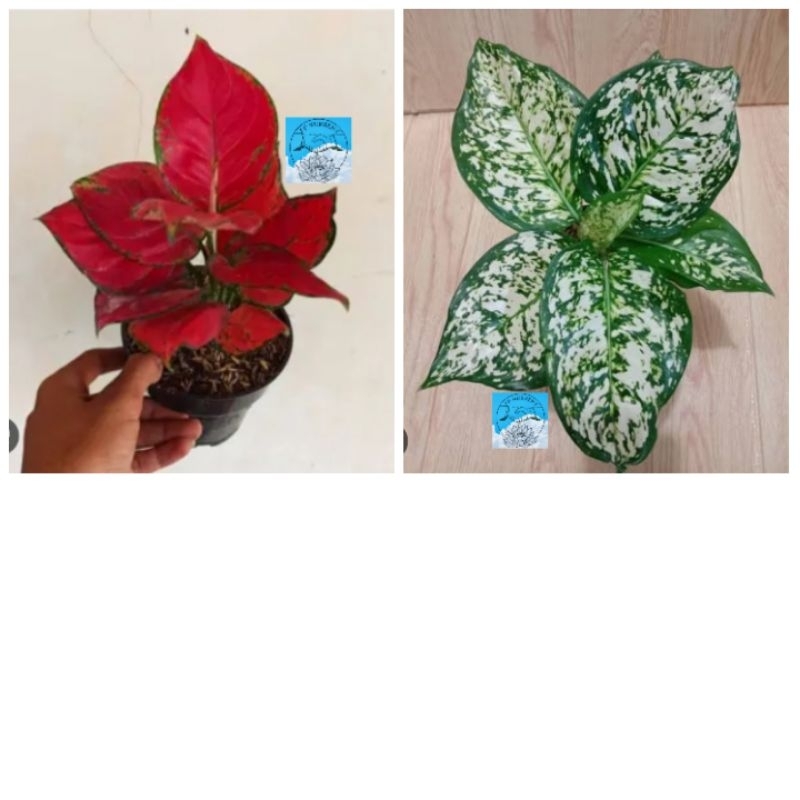 Jual paket merah putih 2 pcs(red anja n dut white) | Shopee Indonesia