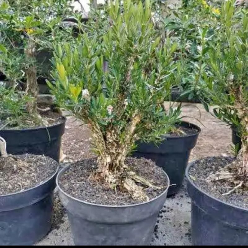 Jual boksus batang tua bahan bonsai tanaman hias | Shopee Indonesia
