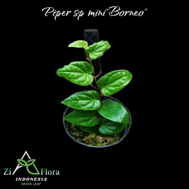 Jual piper sp mini"Borneo"tanaman hias rambat/paludarium/terrarium ...