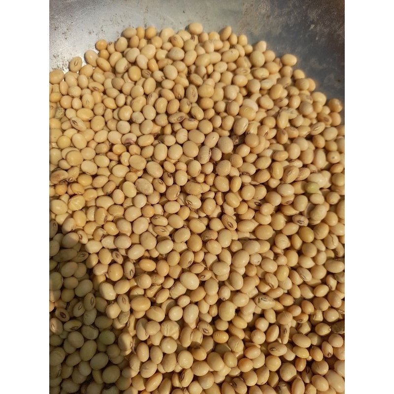 Jual GROSIR BENIH/BIJI KEDELAI SUPER UNGGUL BERKUALITAS 1kg | Shopee ...