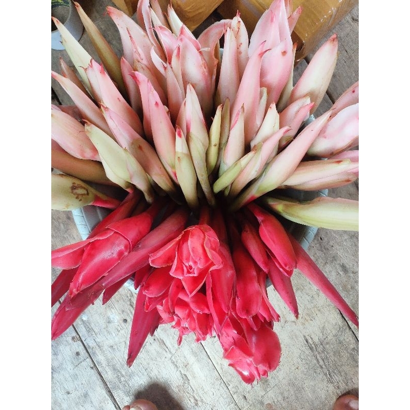 Jual BumiExotic Bunga kecombrang/rombeh 1 kg segar dan fresh | Shopee ...