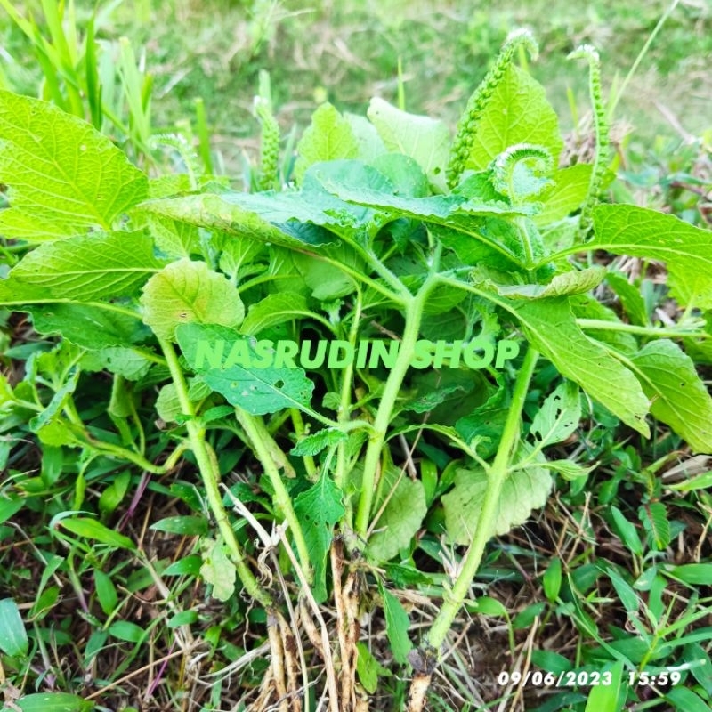 Jual DAUN SANGKET SANGKETAN DENGAN AKAR SEGAR LANGSUNG AMBIL | Shopee Indonesia