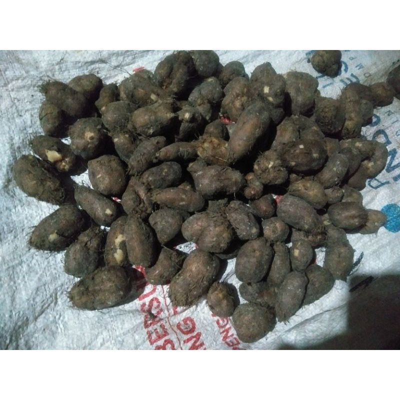 Jual Kentang Hitam Super, Sabrang,Kleci,Bulu | Shopee Indonesia