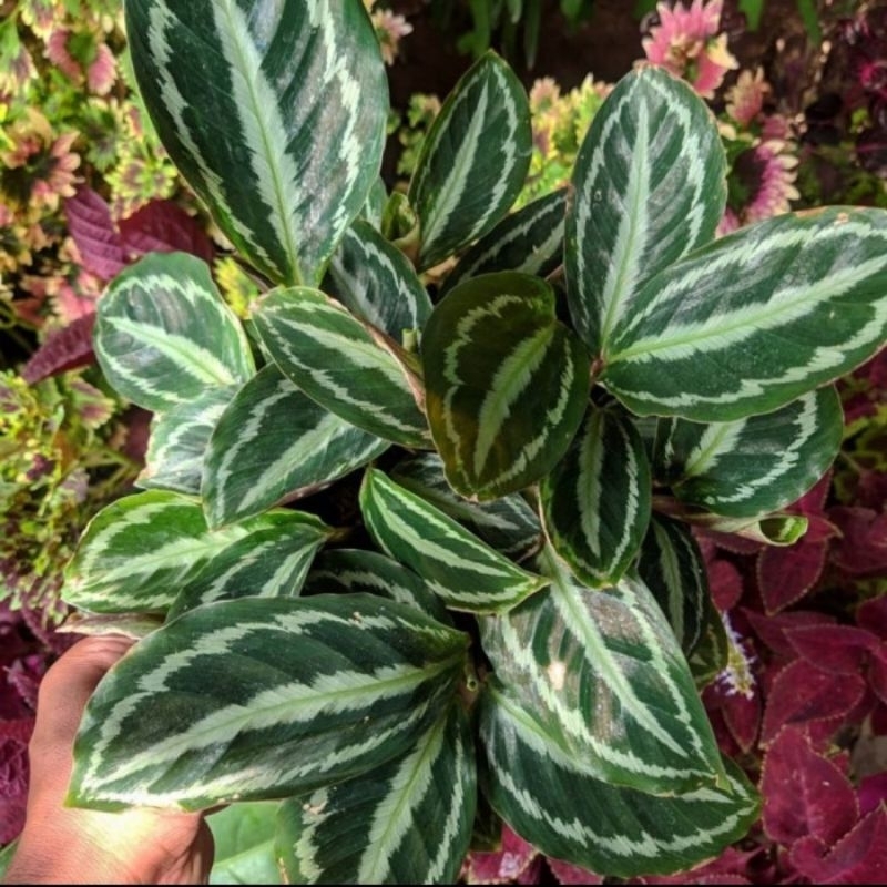 Jual tanaman hias Calathea silver/kalatea macan pot bunga murah ...