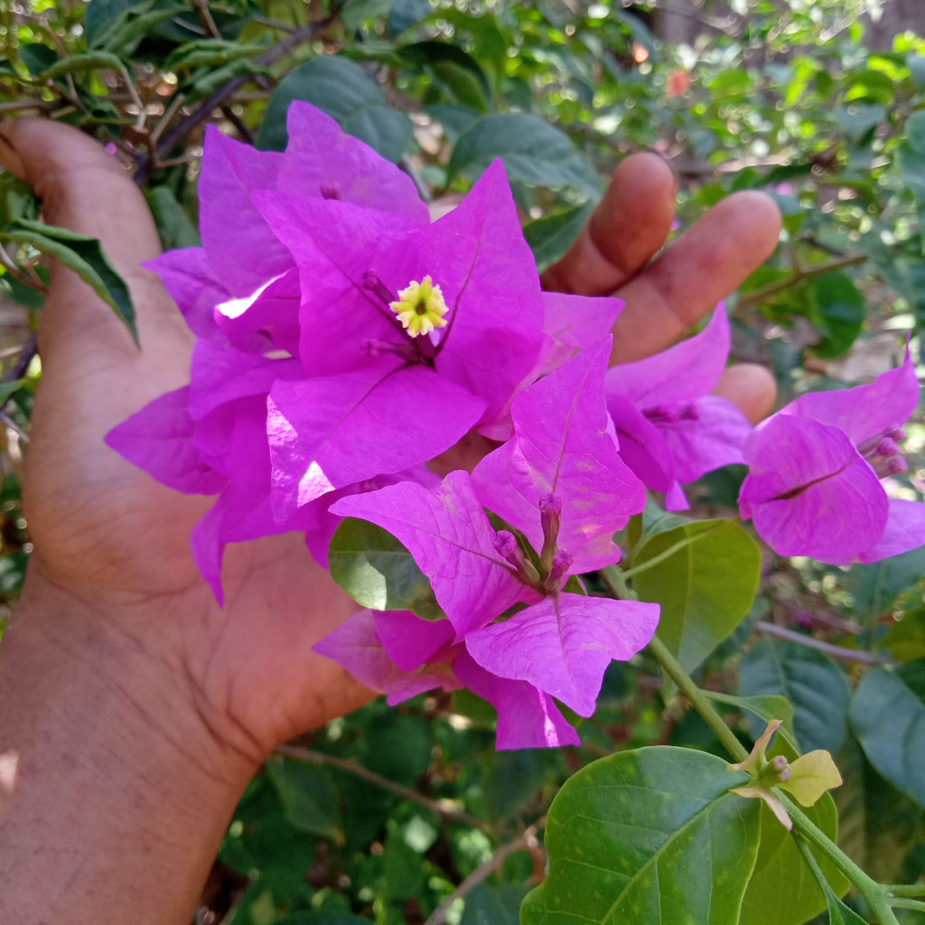 Jual batang stekan bogenfil hawai berbunga unggu panjang 20cm (4 batang ...