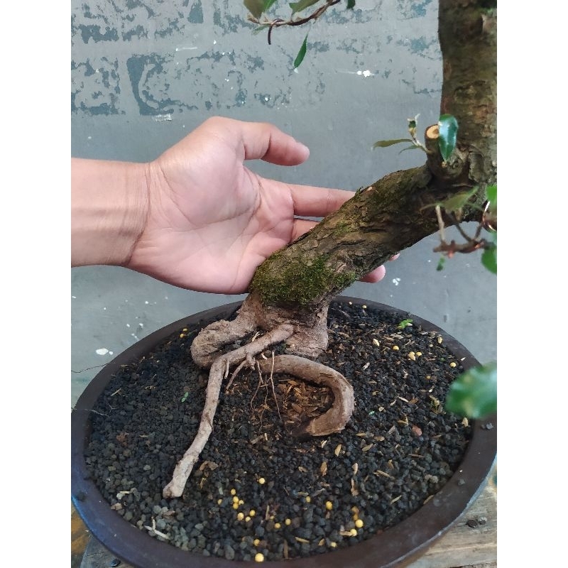 Jual Link CO 20 KG | Shopee Indonesia