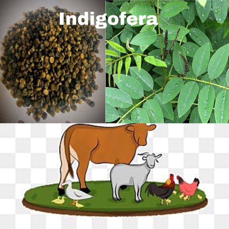Jual Bibit Indigofera (kemasan 50 gram) | Shopee Indonesia