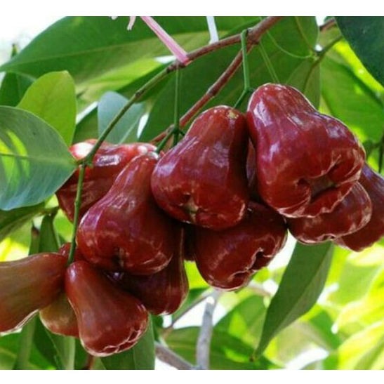 Jual ASLI BIBIT TANAMAN BUAH JAMBU AIR MADU DELI MERAH | Shopee Indonesia