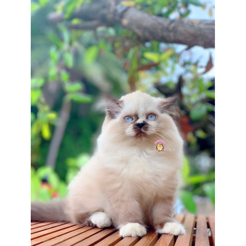 Jual SEAL POINT MITTED RAGDOLL FEMALE | Shopee Indonesia