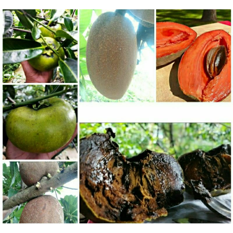 Jual Buah Sawo hitam(black Sapote) | Shopee Indonesia