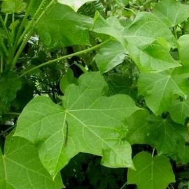 Jual Daun Jarak Arab Segar | Obat Herbal | Obat Tradisional | Shopee ...