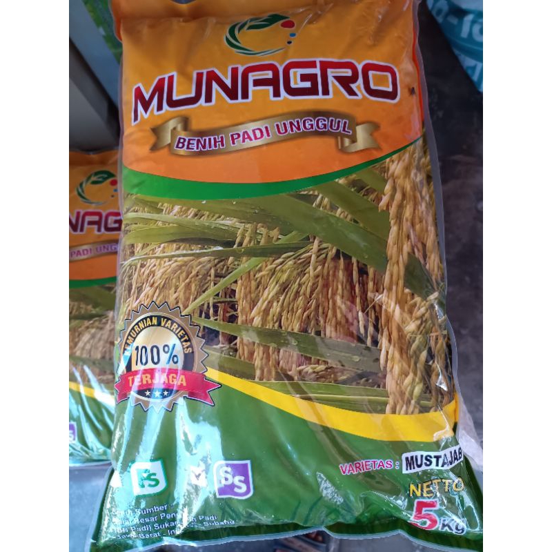 Jual Benih Padi Mustajab Label Ungu Munagro 5Kg | Shopee Indonesia