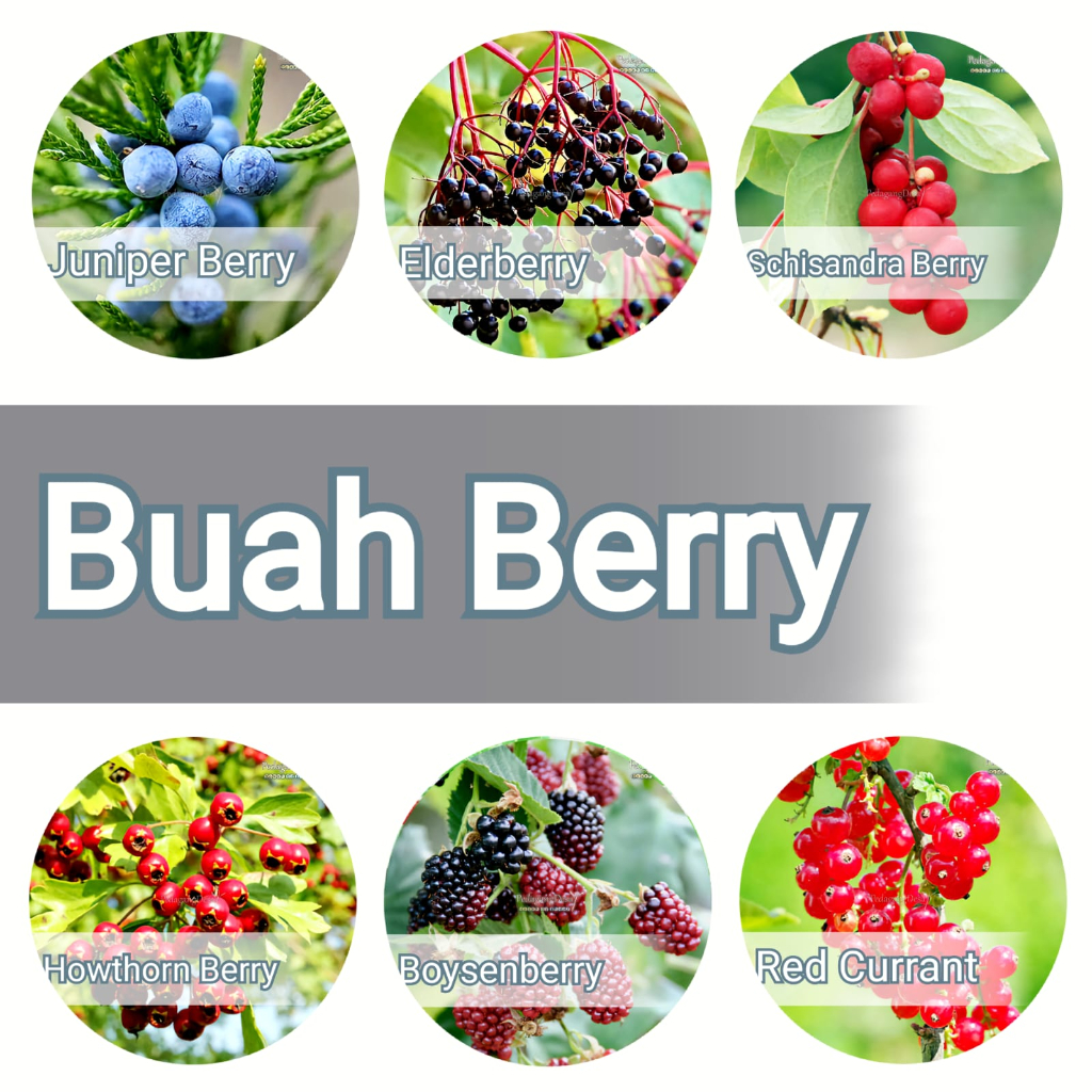 Jual Paket Lengkap Benih Bibit Buah Berry IMPORT LANGKA | Elder Berry Juniper Berry Bayberry Red ...