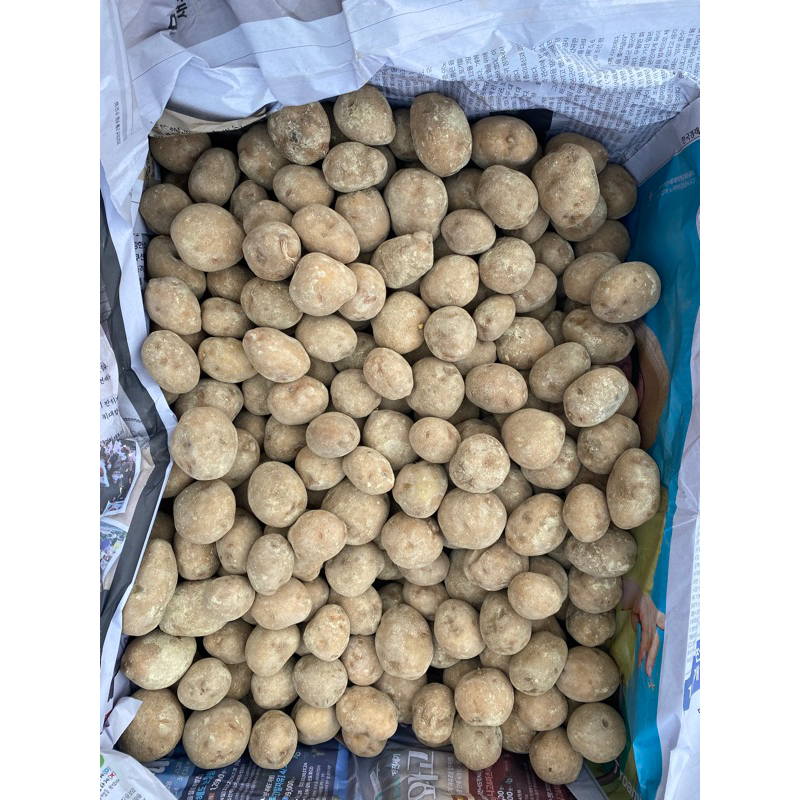 Jual benih kentang G2 size sedang harga promo 1,5 kg | Shopee Indonesia