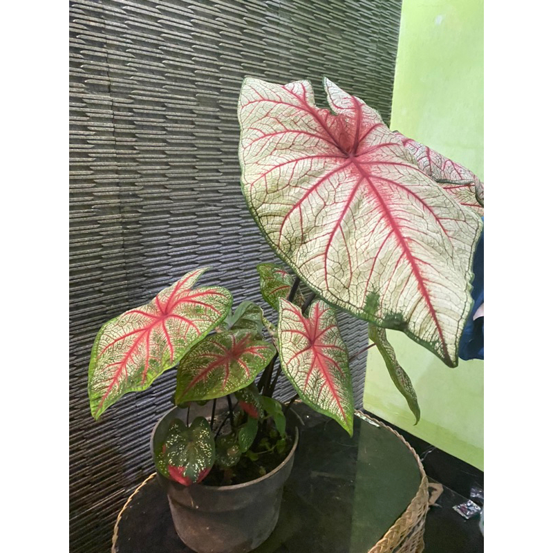 Jual Bibit Tanaman Hias Bunga Keladi White Queen - Bunga Caladium White ...