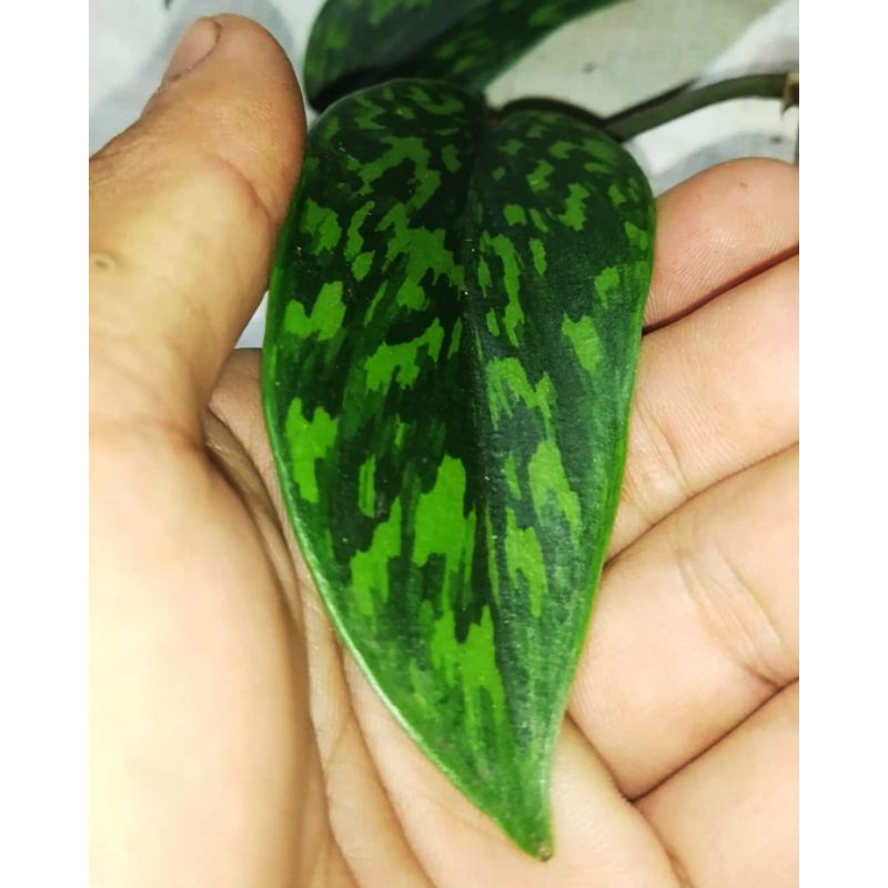 Jual Scindapsus army | Shopee Indonesia