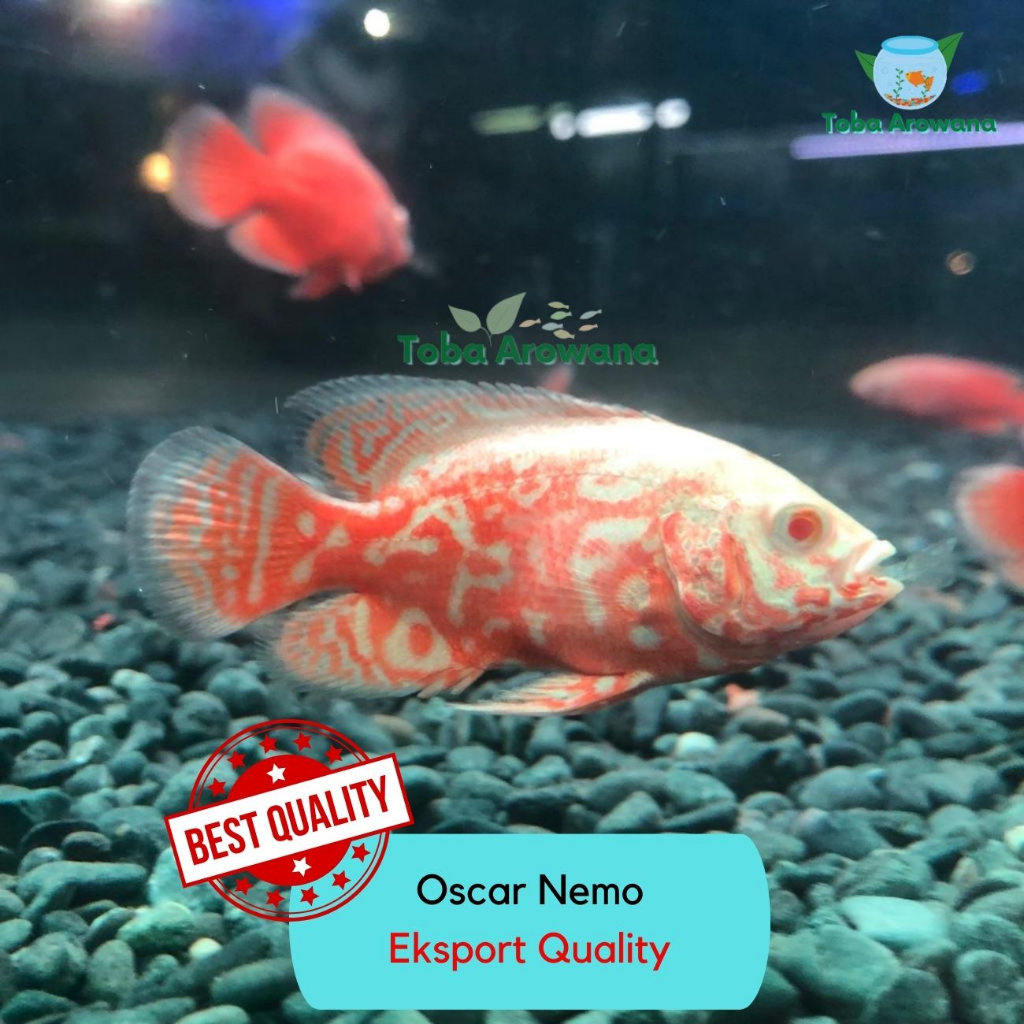 Jual Oscar Red Nemo Ikan Predator Louhan Hujeta TSN Arwana | Shopee ...