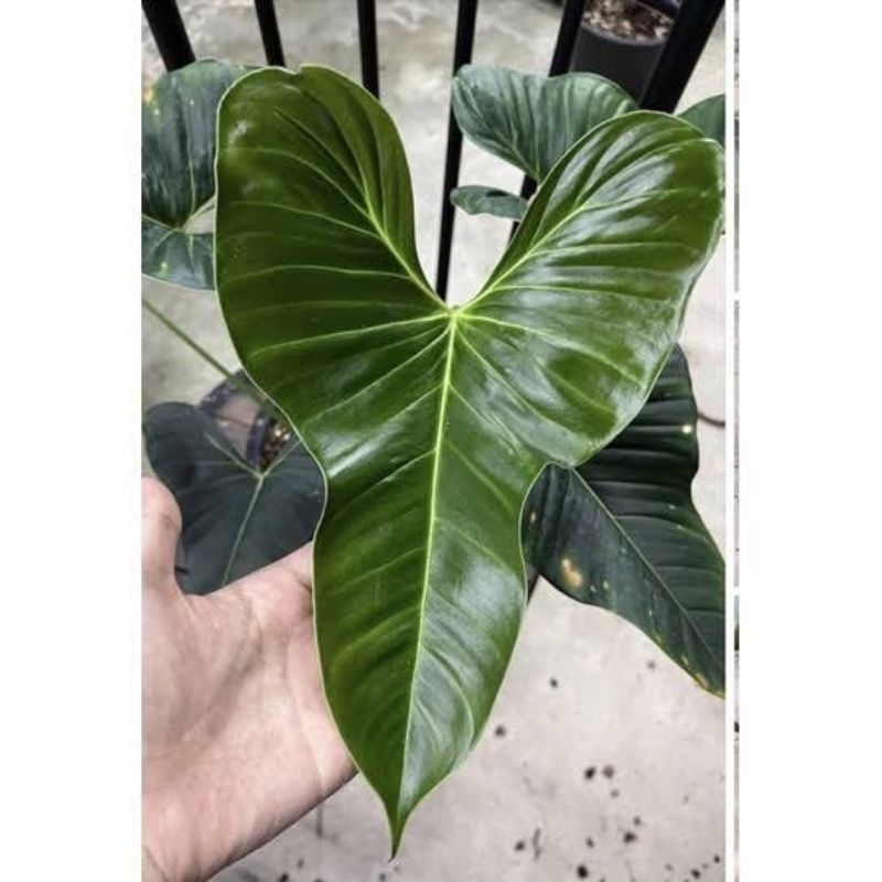 Jual Tanaman Hias Philodendron Lupinum / Philo Lupinum | Shopee Indonesia