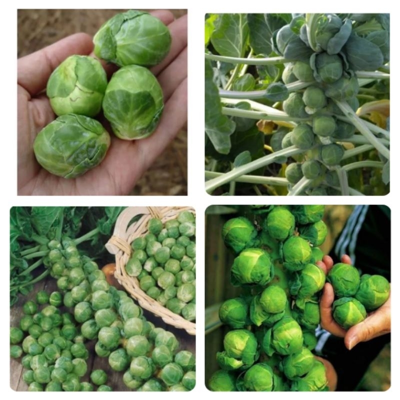 Jual 5 Biji benih BRUSSEL SPROUT KUBIS MINI | Shopee Indonesia