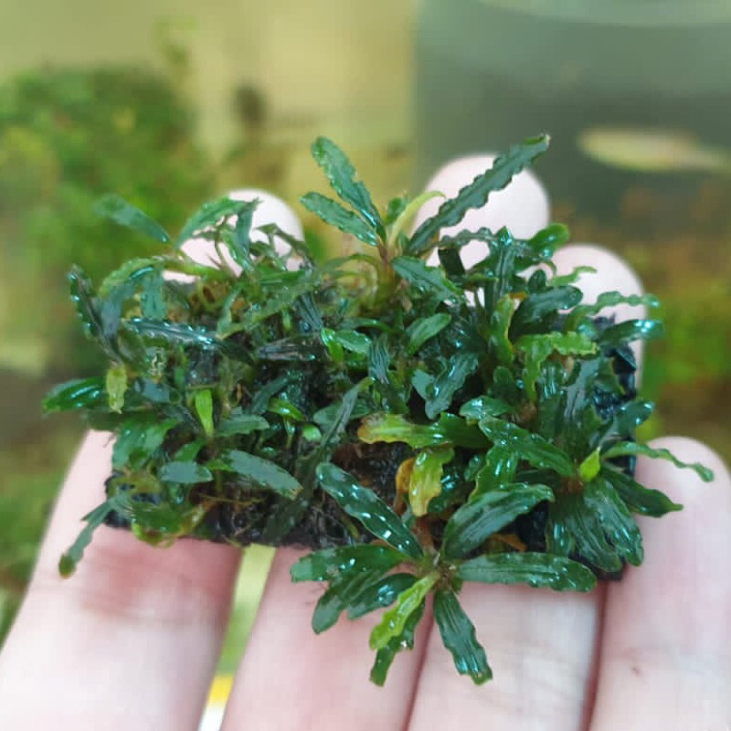 Jual Tanaman Bucephalandra Mini | Shopee Indonesia