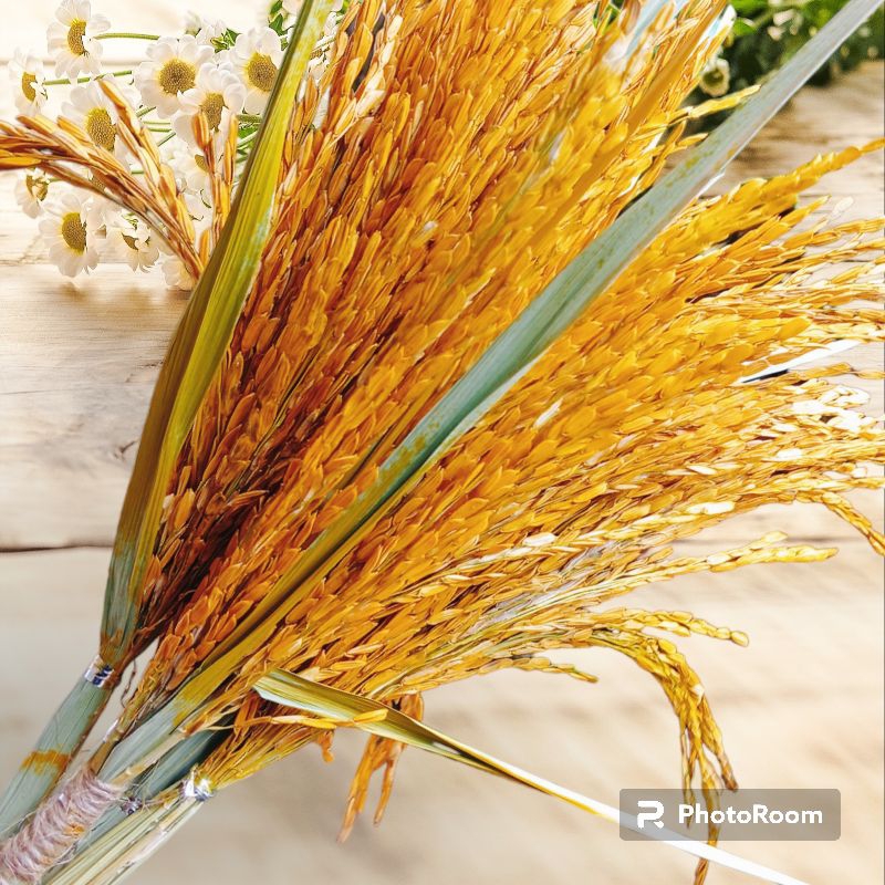 Jual Tangkai Padi Kering Asli | Shopee Indonesia