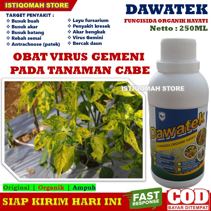 Jual 100% AMPUH Obat Penyakit Virus Gemini Pada Tanaman Cabe DAWATEK ...