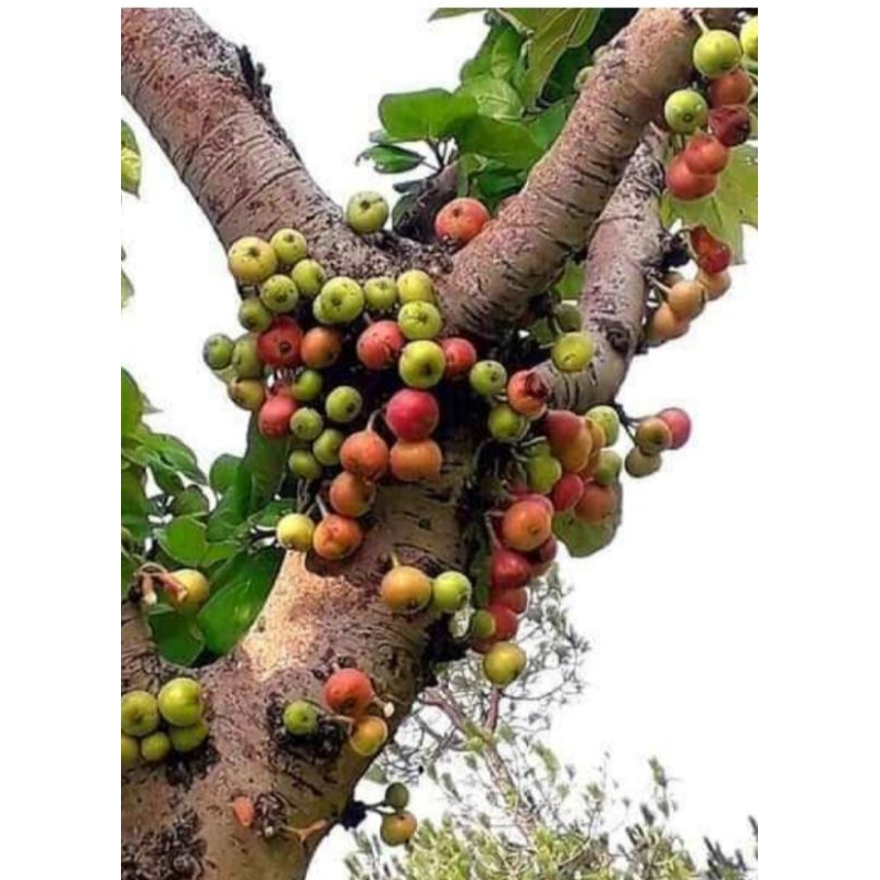 Jual Stek batang pohon gondang/kondang | Shopee Indonesia