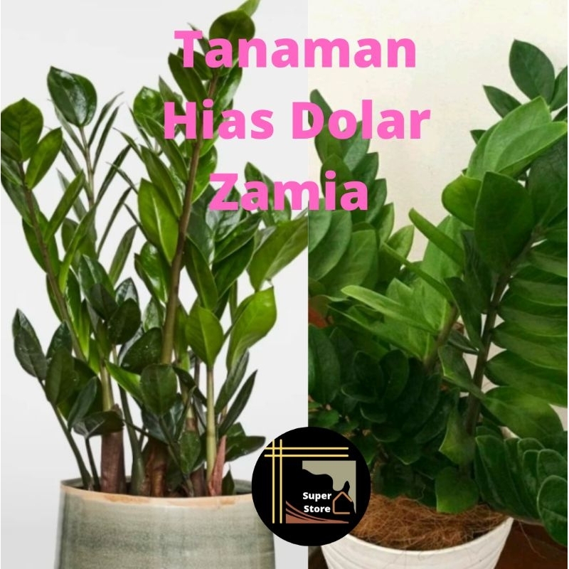 Jual Pohon Zamia Dolar - Tanaman Hias Zamia Dolar - Pohon Dolar Zamia ...