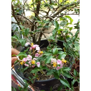 Jual sakura mini Harga Terbaik & Termurah Maret 2025 | Shopee Indonesia