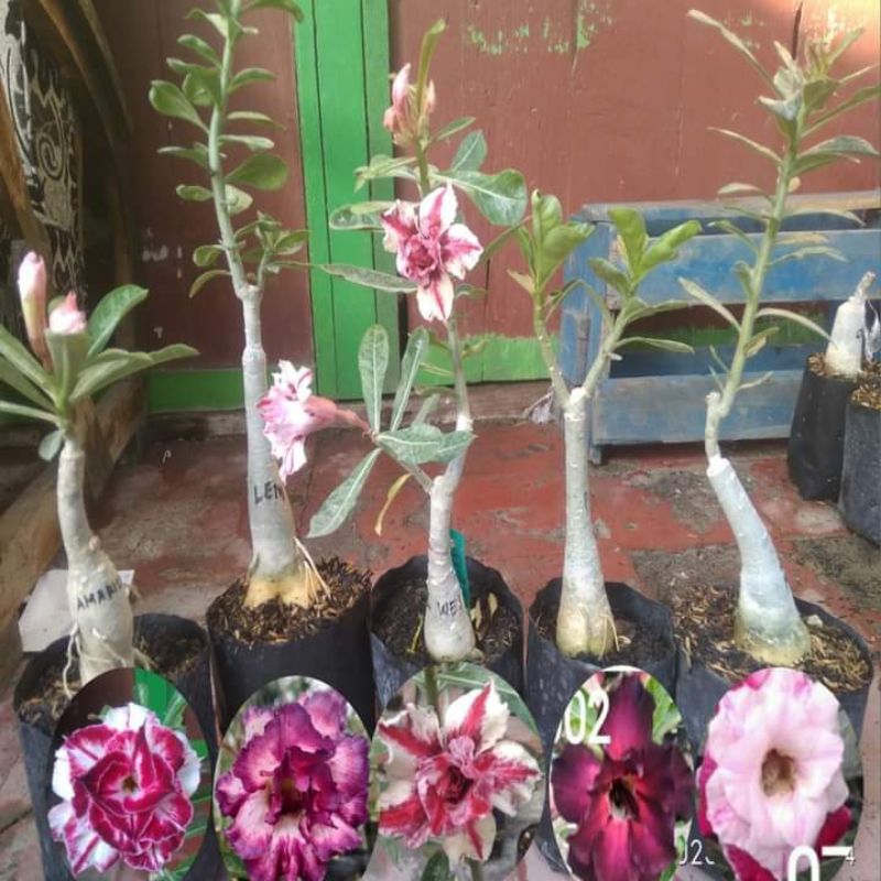 Jual adenium bunga tumpuk Paket 5 pohon. 1 kg isi 10 pohon | Shopee ...