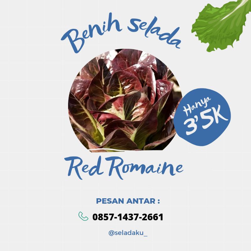 Jual BENIH SELADA MERAH PREMIUM ( RED ROMAINE ) | Shopee Indonesia