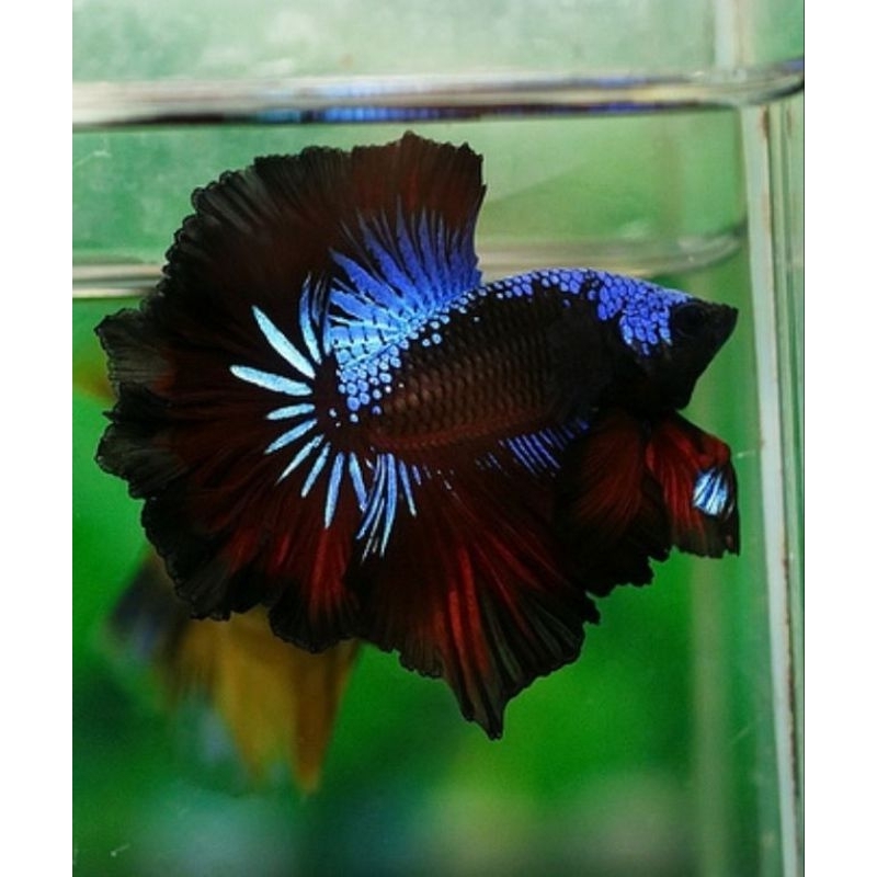Jual HALFMOON AVATAR GORDON MONSTER | Shopee Indonesia