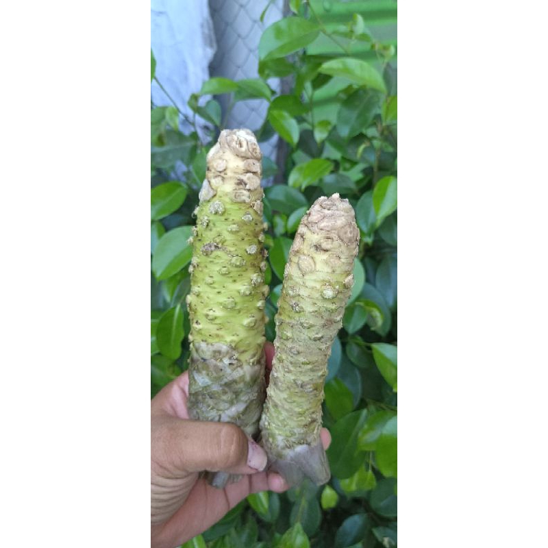 Jual wasabi root | Shopee Indonesia