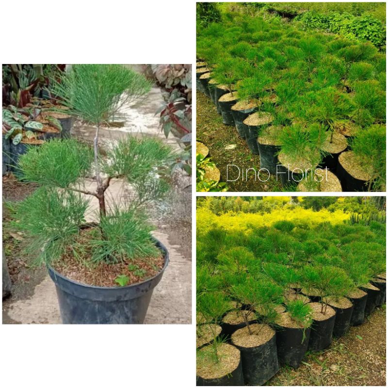 Jual Tanaman Hias Cemara Udang / Cemara Casuarina equisetifolia linn ...