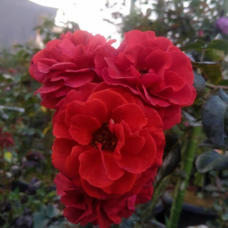 Jual Mawar Brown Velvet | Shopee Indonesia