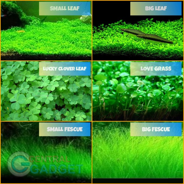 Jual PROMO bibit benih tanaman aquascape carpet seed 10gr | Shopee Indonesia