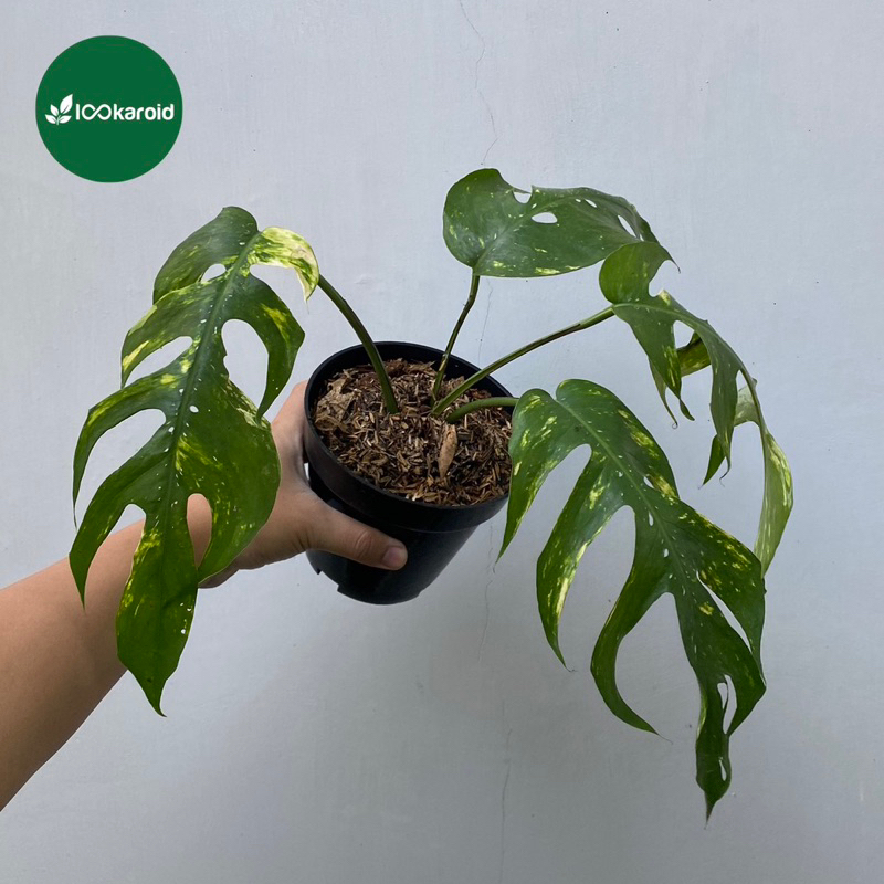 Jual Tanaman Hias Epipremnum Kujang | Epip Kujang Yellow Variegata ...