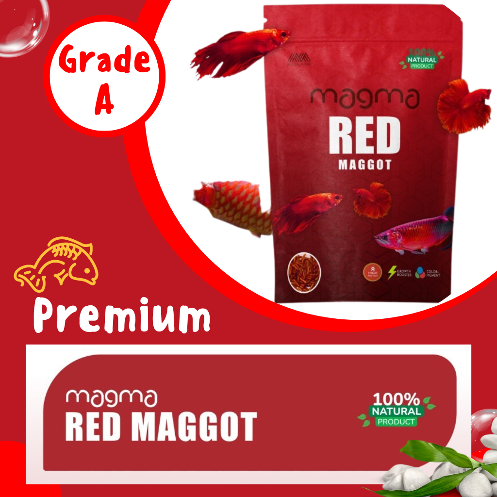 Jual Magma Red Maggot Kering Kualitas Premium Grade A Tingkatkan ...