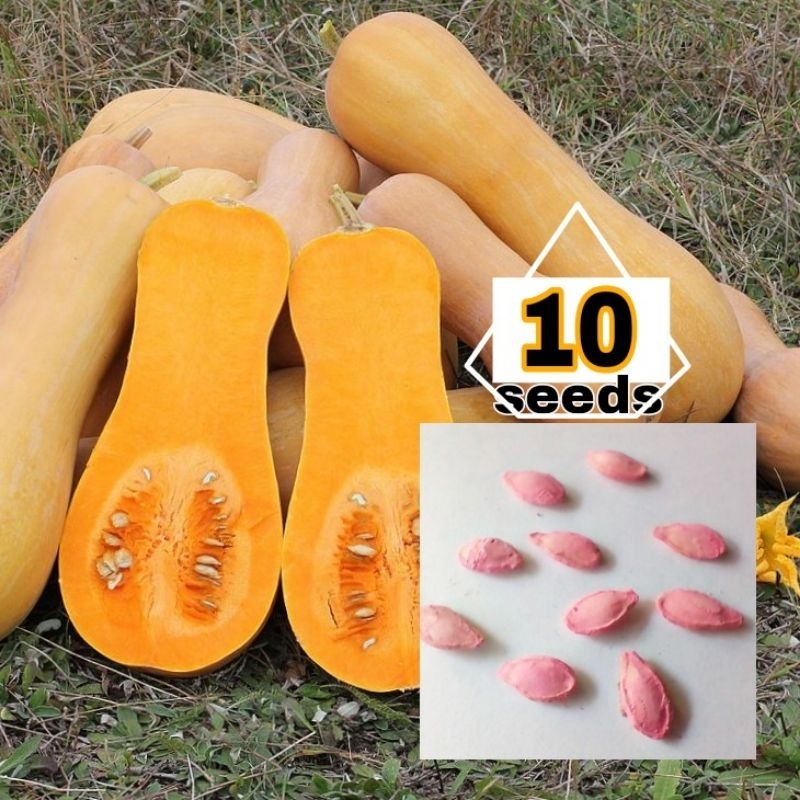 Jual 10 biji benih labu Madu | Shopee Indonesia