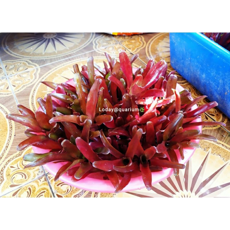 Jual BROMELIA MINI (fire ball) | Shopee Indonesia