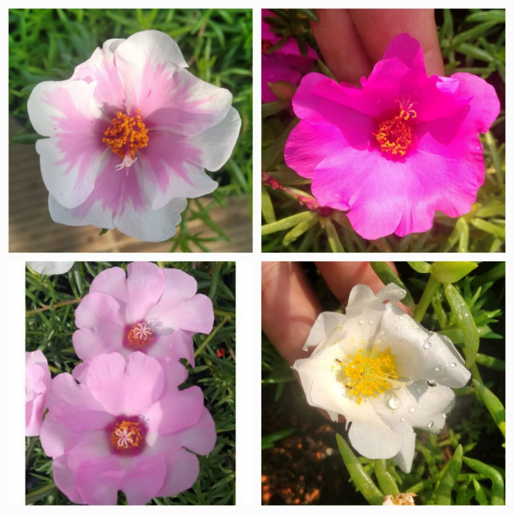 Jual GIANT tanaman bunga krokot / bunga moss rose / potulaca / sutra ...