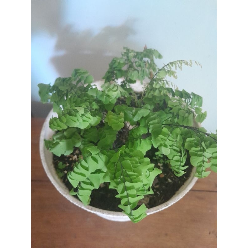 Jual suplir cobra pesanan kak rara | Shopee Indonesia