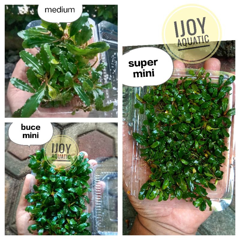 Jual Buce phalandra mini, super mini, medium bucephalandra tanaman ...