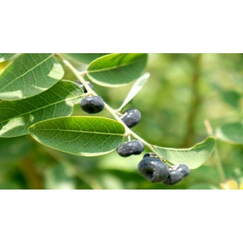 Jual Daun Tinta Atau Daun Mangsi Segar 1 Kg Bahan Ecoprint / Daun ileng ...