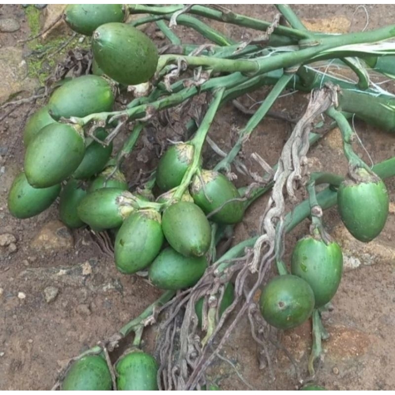 Jual Buah pinang muda | Shopee Indonesia